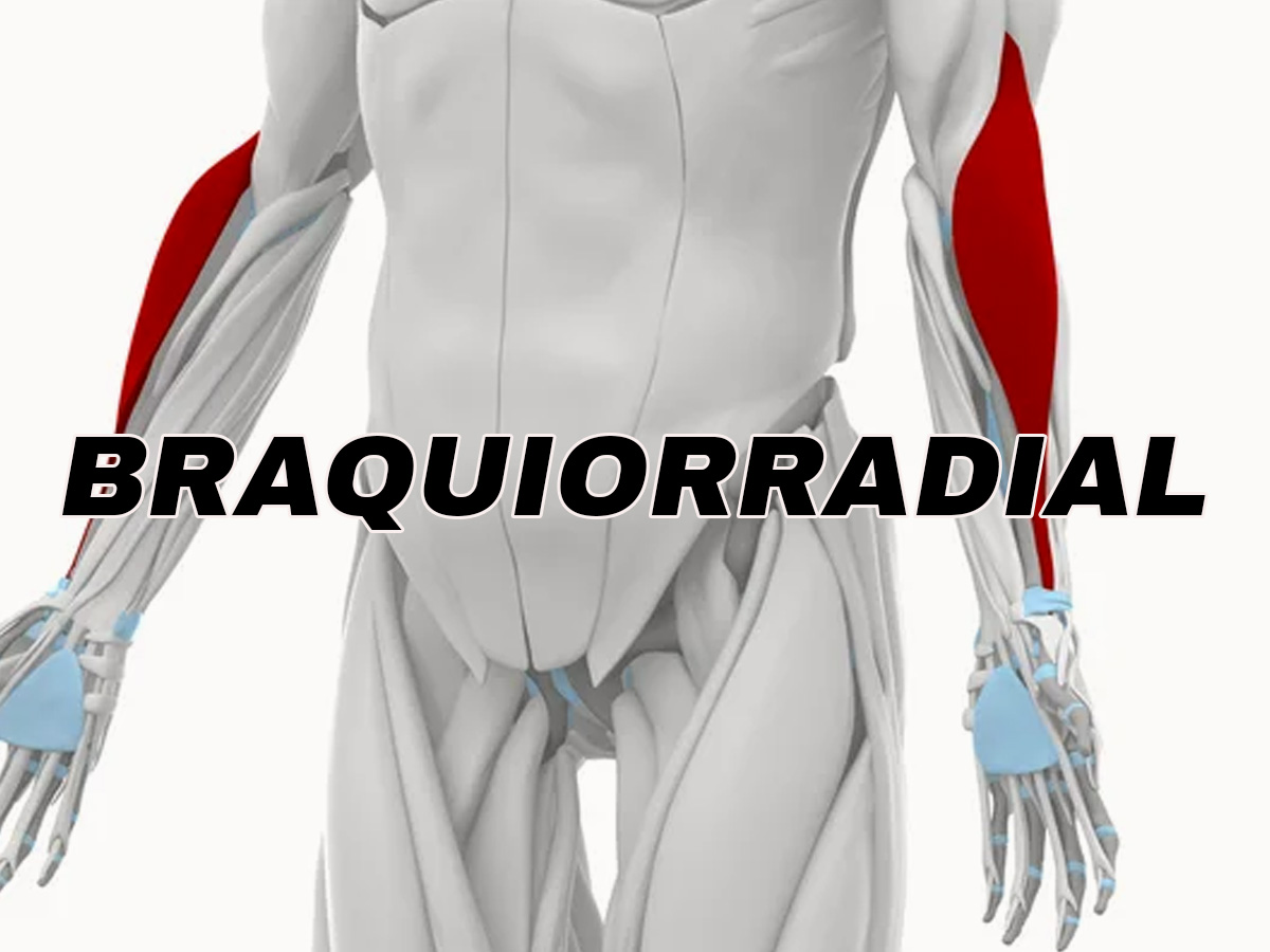 Braquioradial - Anatomia del Cuerpo Humano