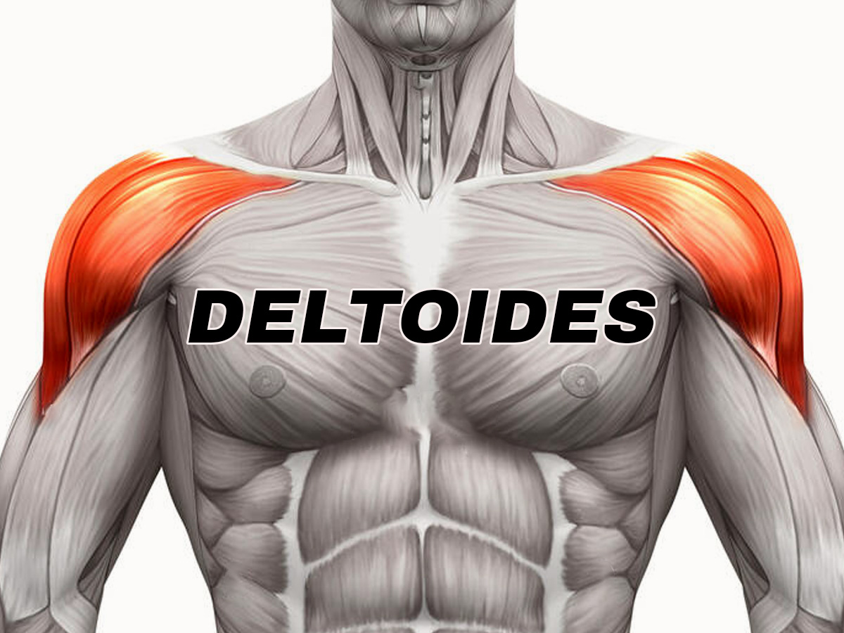 Deltoides - Anatomia del Cuerpo Humano