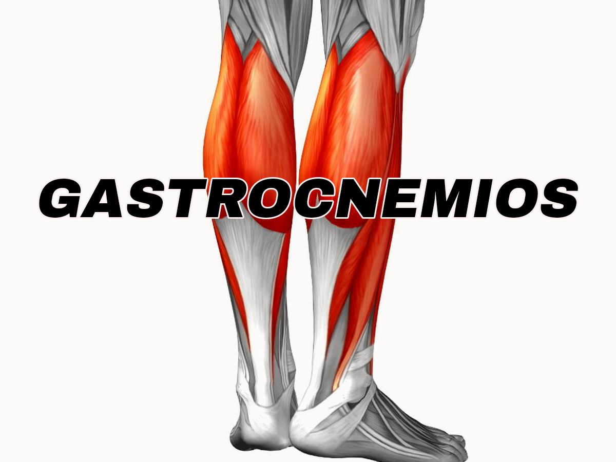 Gastrocnemio (gemelos) - Anatomia del Cuerpo Humano